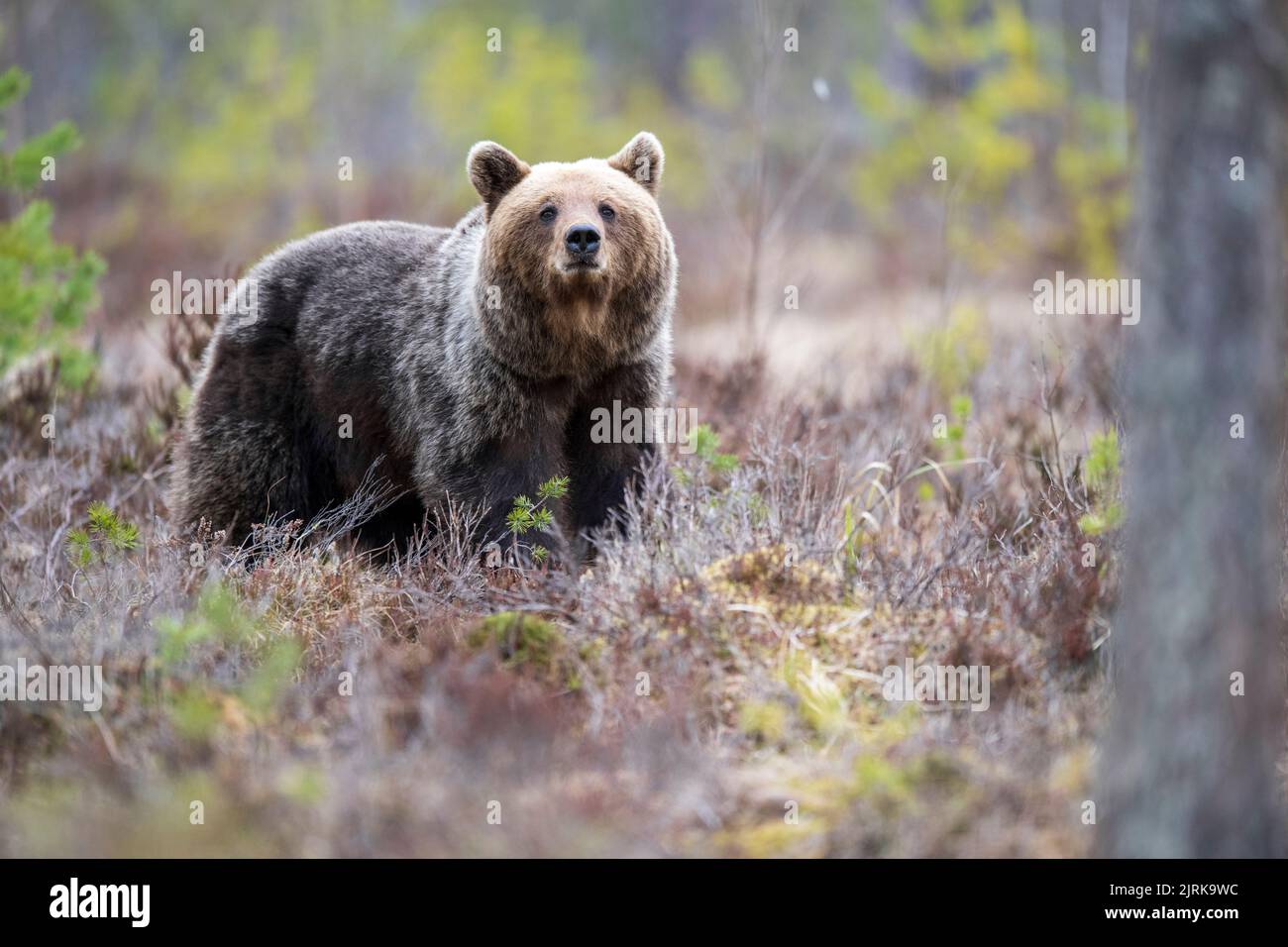 A brown bear (Ursus arctos) photographed in the woods in Halsingland ...