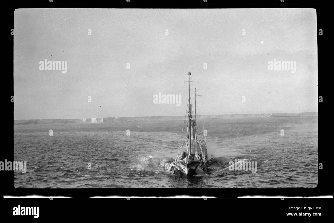 Whaling in the Ross Sea, 1924, Southern Ocean, by Captain George Samuel ...