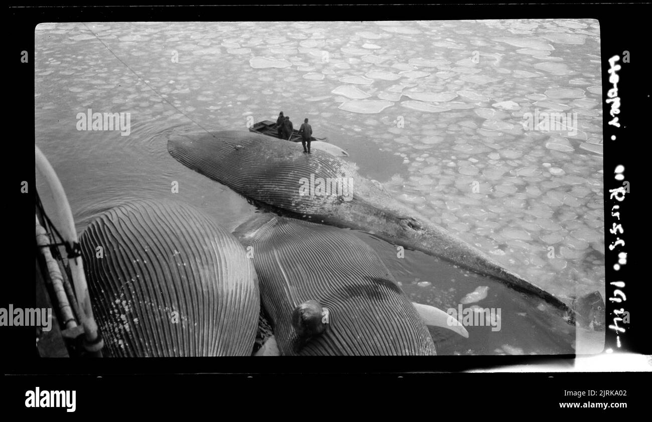 Whaling in the ross sea whaling in the ross sea hi-res stock ...