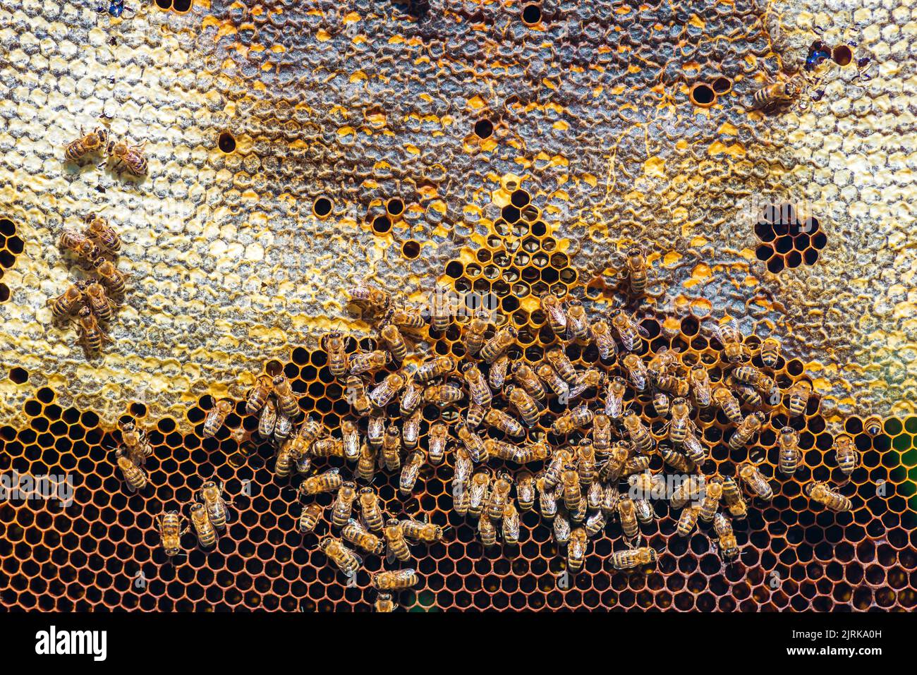 Beekeeper holding frame Background texture pattern section wax Bees ...