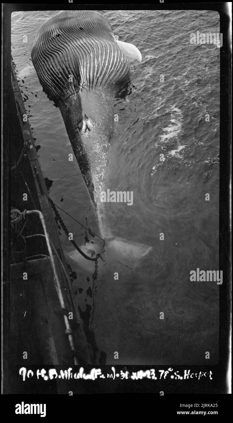 90ft blue whale, 1924, Southern Ocean, by Captain George Samuel Hooper ...