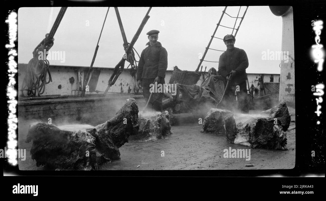 Splitting 90 foot Blue whale, 1924, Southern Ocean, by Captain George ...
