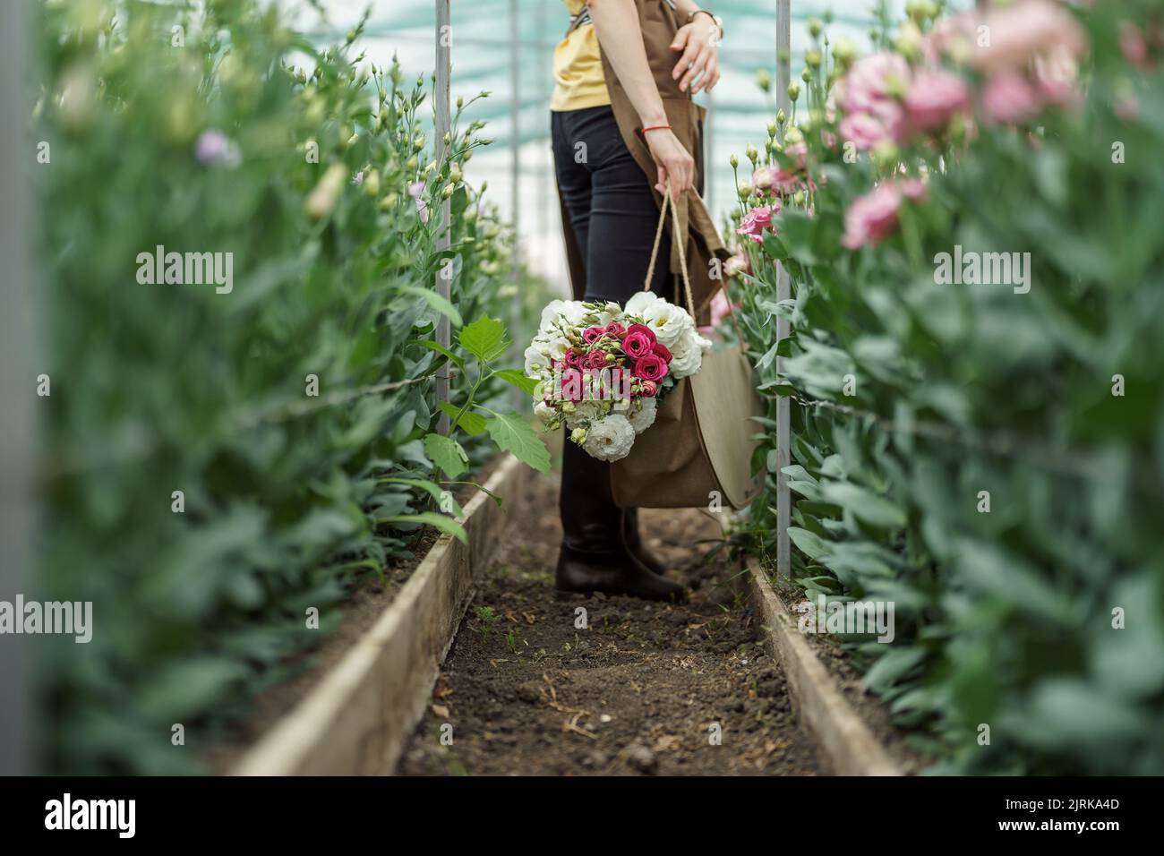 Woman florist walking among flowers in a green house carrying a basket ...