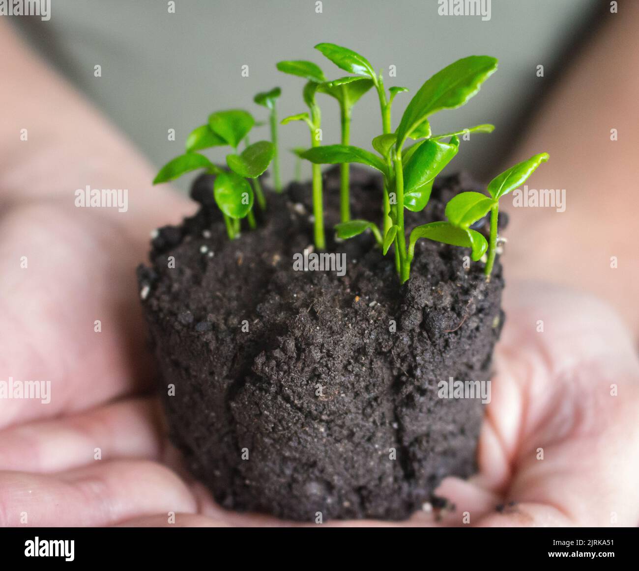 Small green plant in hands. Growth concept. Growing plants. Agriculture ...
