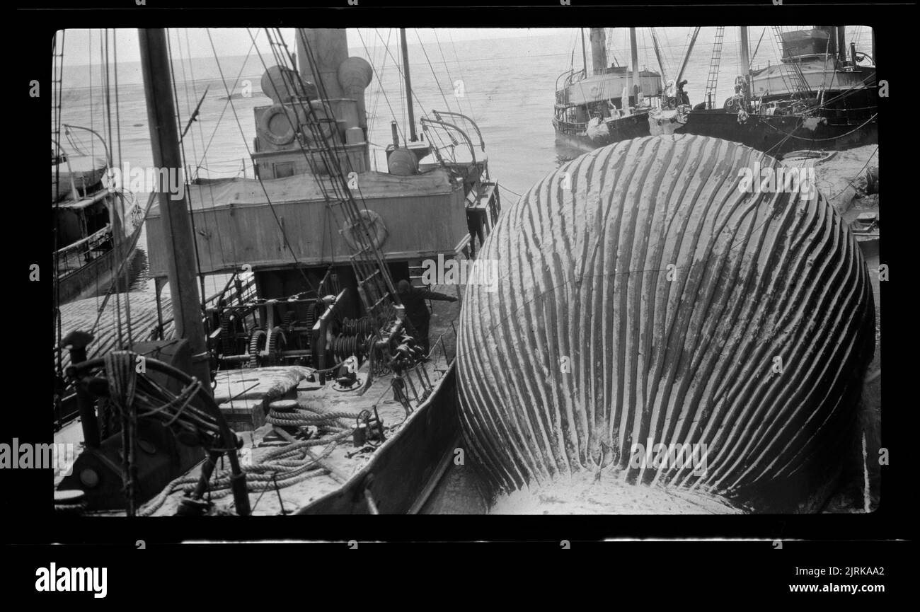 Whaling in the ross whaling in the ross hi-res stock photography and ...