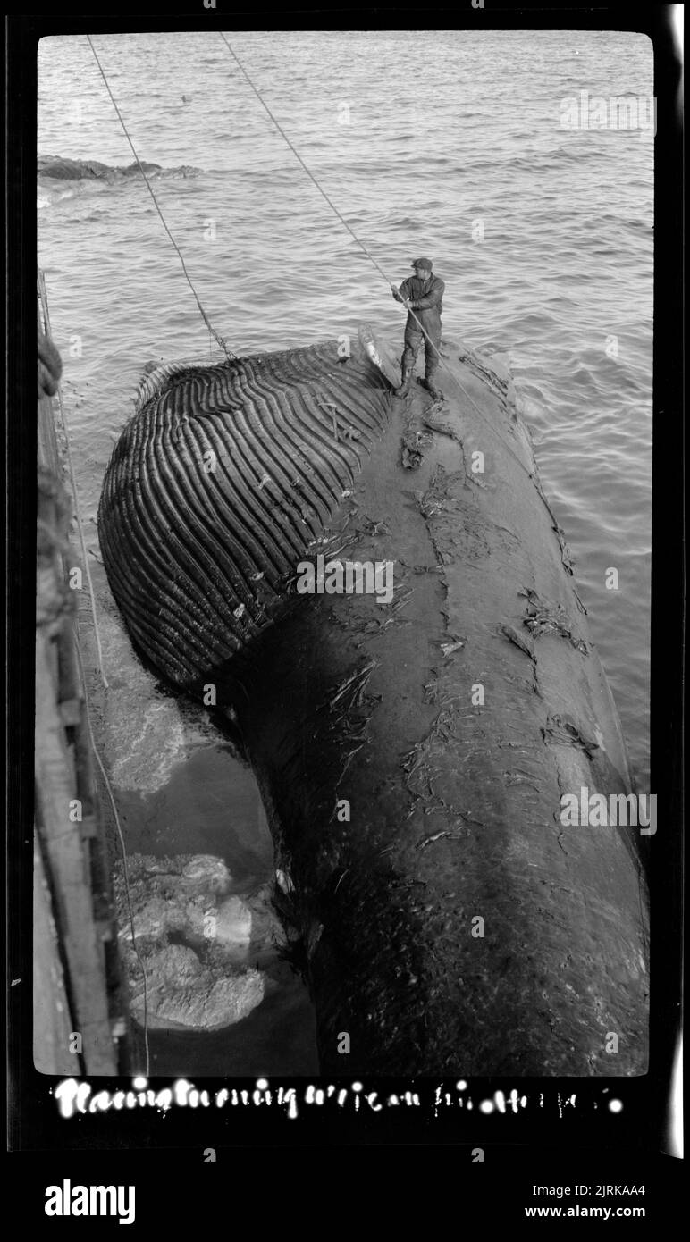 Whaling in the ross sea whaling in the ross sea hi-res stock ...