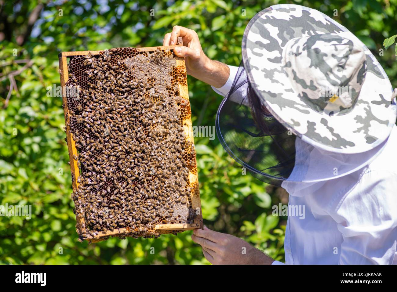 Beekeeper holding frame Background texture pattern section wax Bees ...