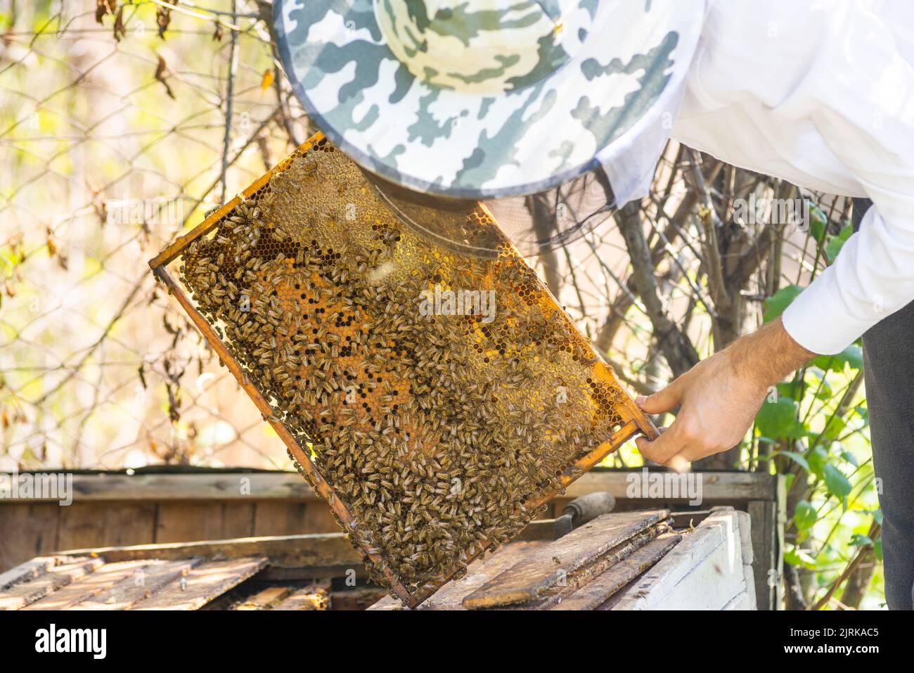 Beekeeper holding frame Background texture pattern section wax Bees ...