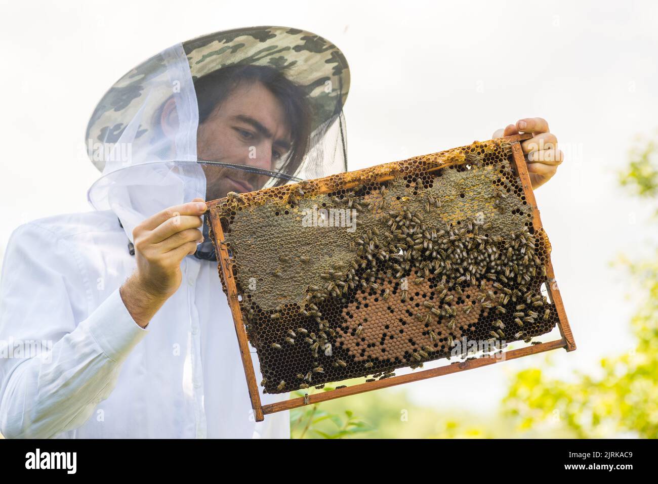 Beekeeper holding frame Background texture pattern section wax Bees ...