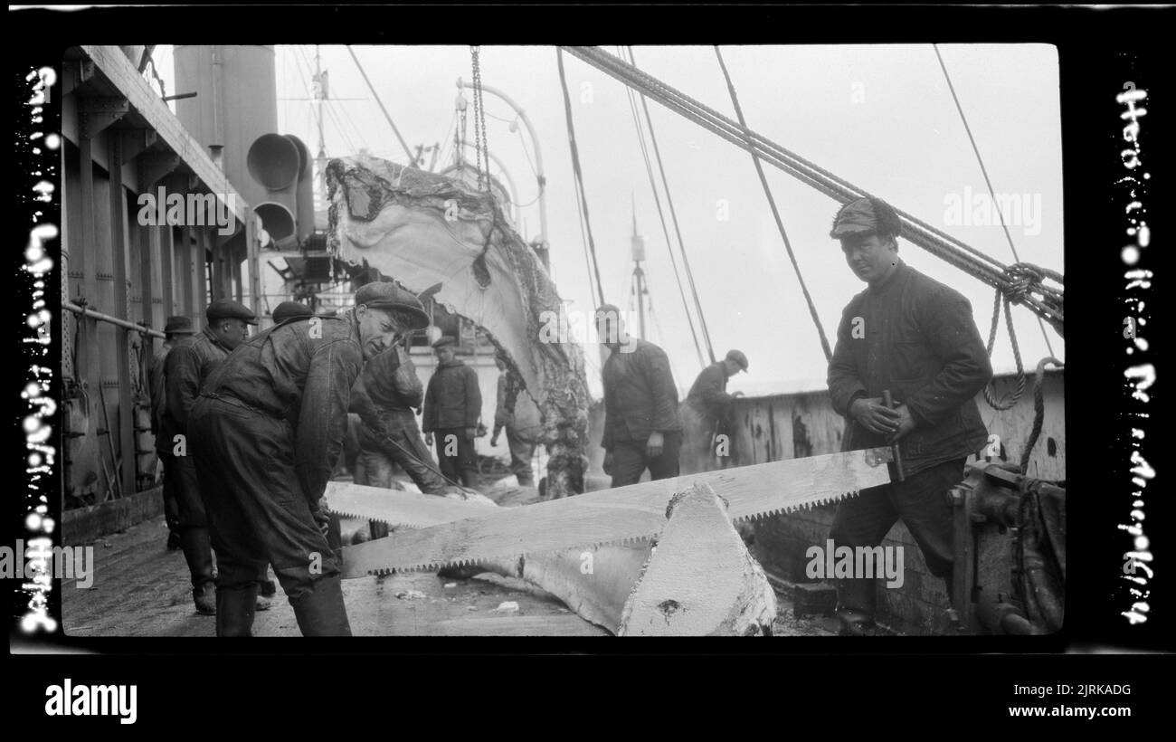 Whaling in the Ross Sea, 1924, Southern Ocean, by Captain George Samuel ...