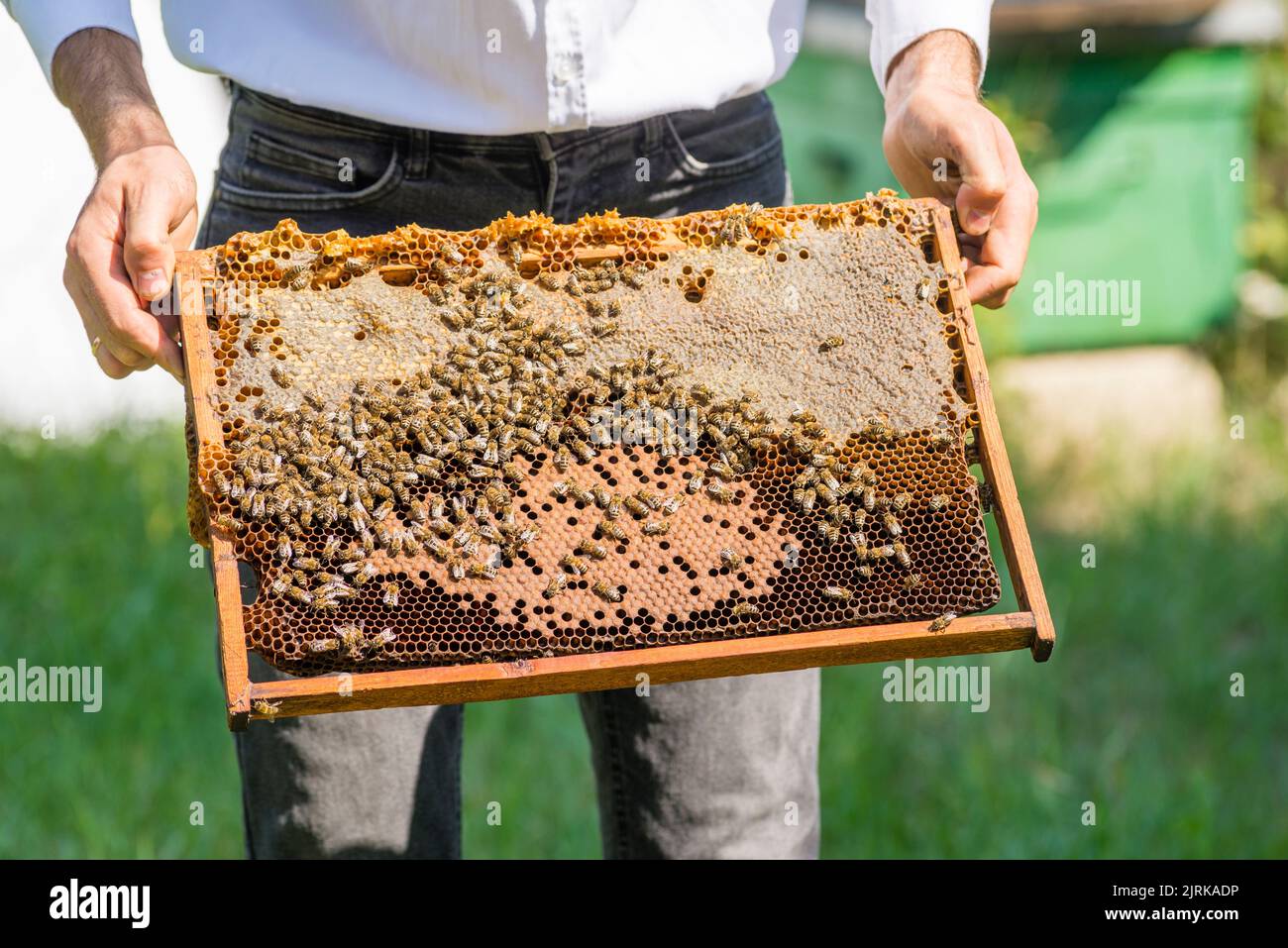 Beekeeper holding frame Background texture pattern section wax Bees ...