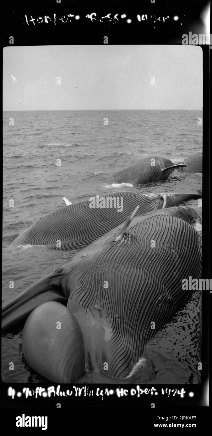 Four 70 foot blue whales four 70 foot blue whales hi-res stock ...