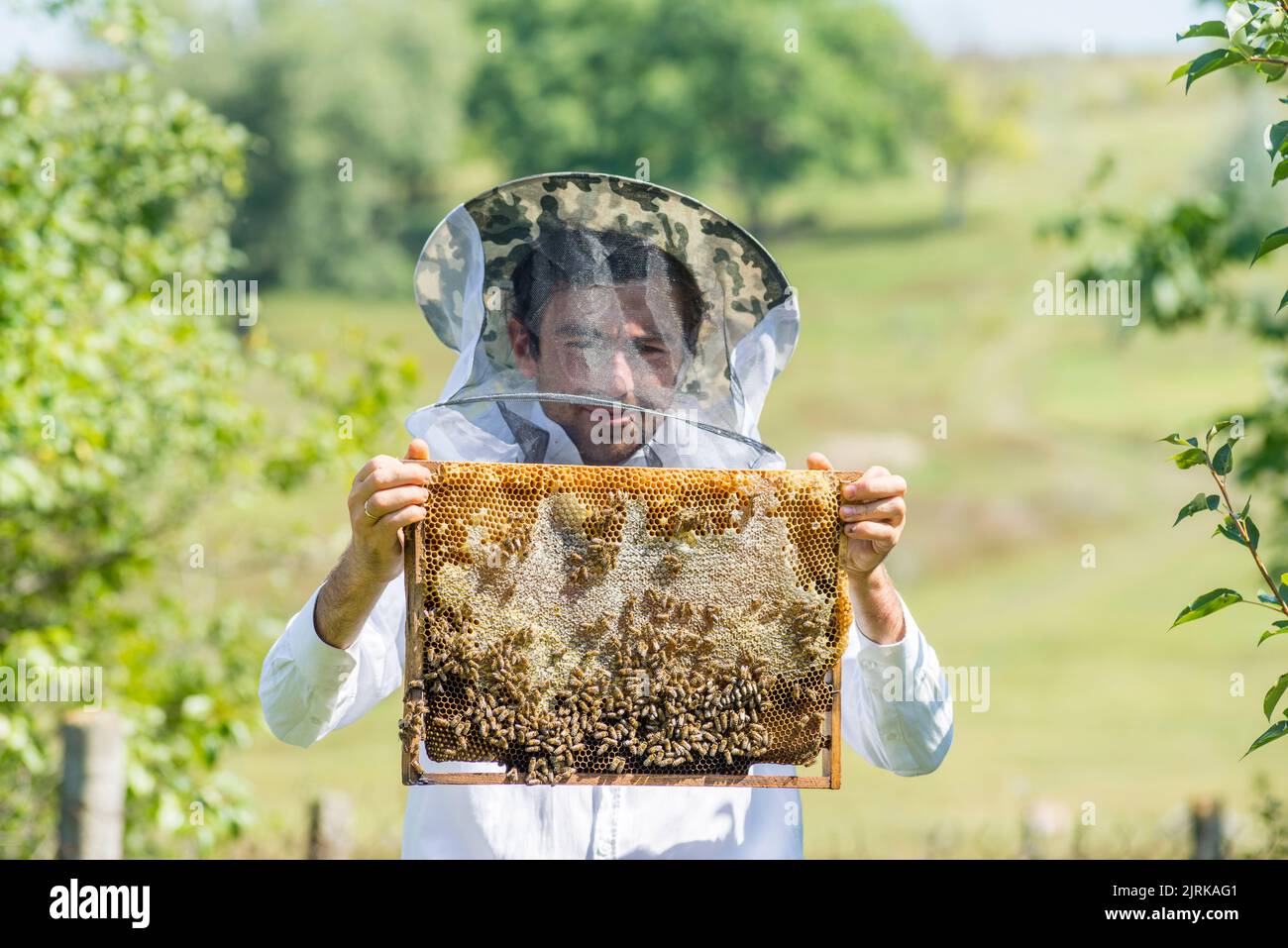 Beekeeper holding frame Background texture pattern section wax Bees ...