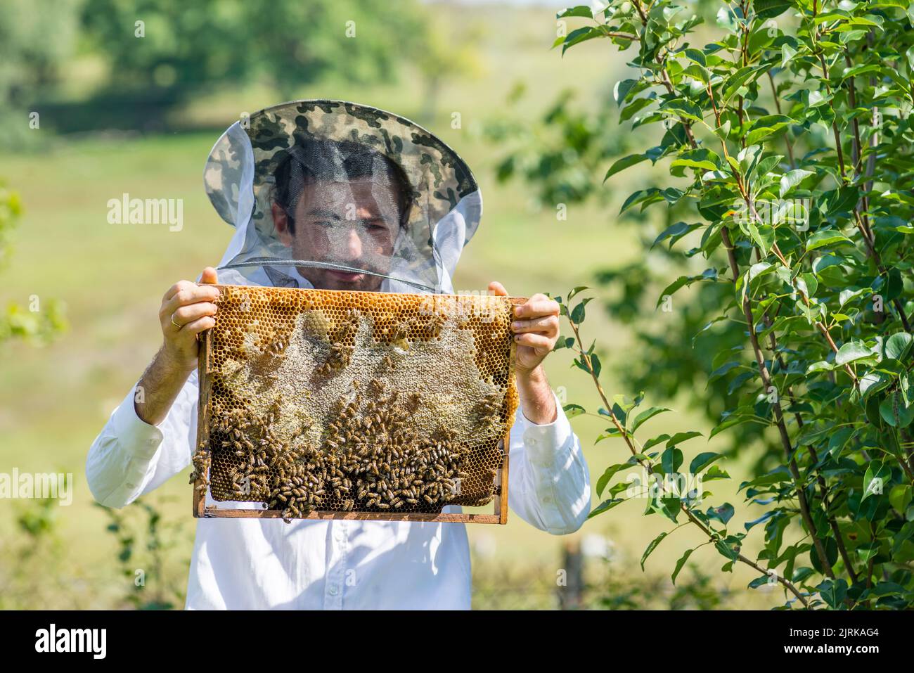 Beekeeper holding frame Background texture pattern section wax Bees ...