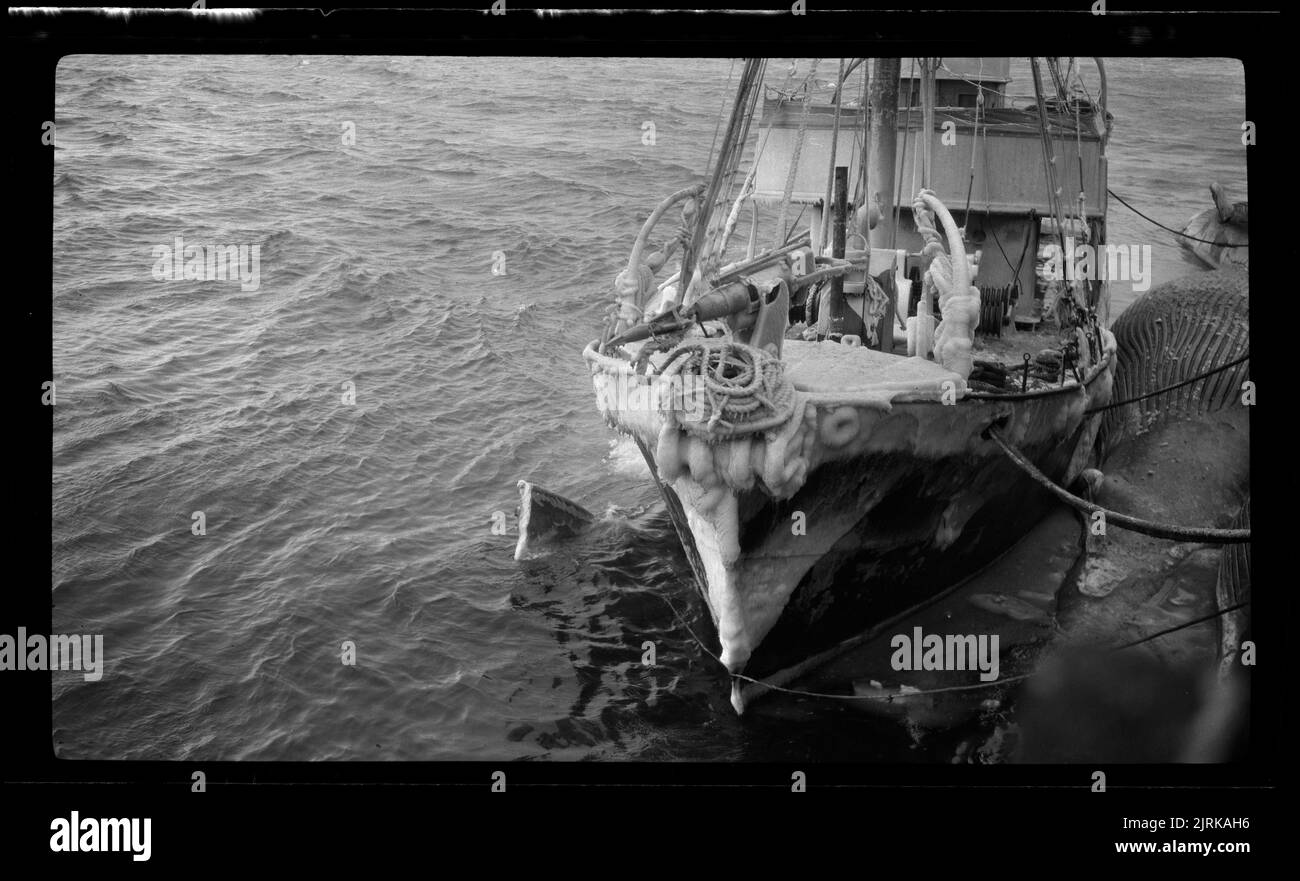Whaling in the ross sea whaling in the ross sea hi-res stock ...