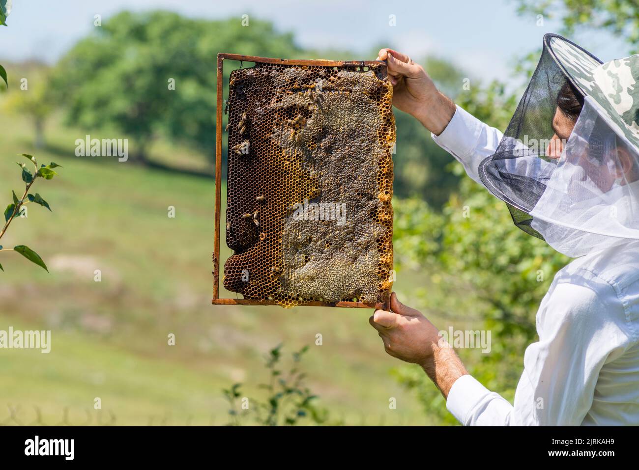Beekeeper holding frame Background texture pattern section wax Bees ...