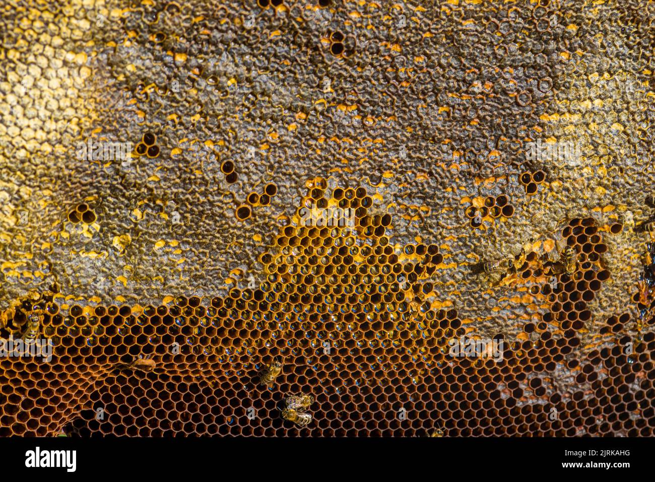 Beekeeper holding frame Background texture pattern section wax Bees ...