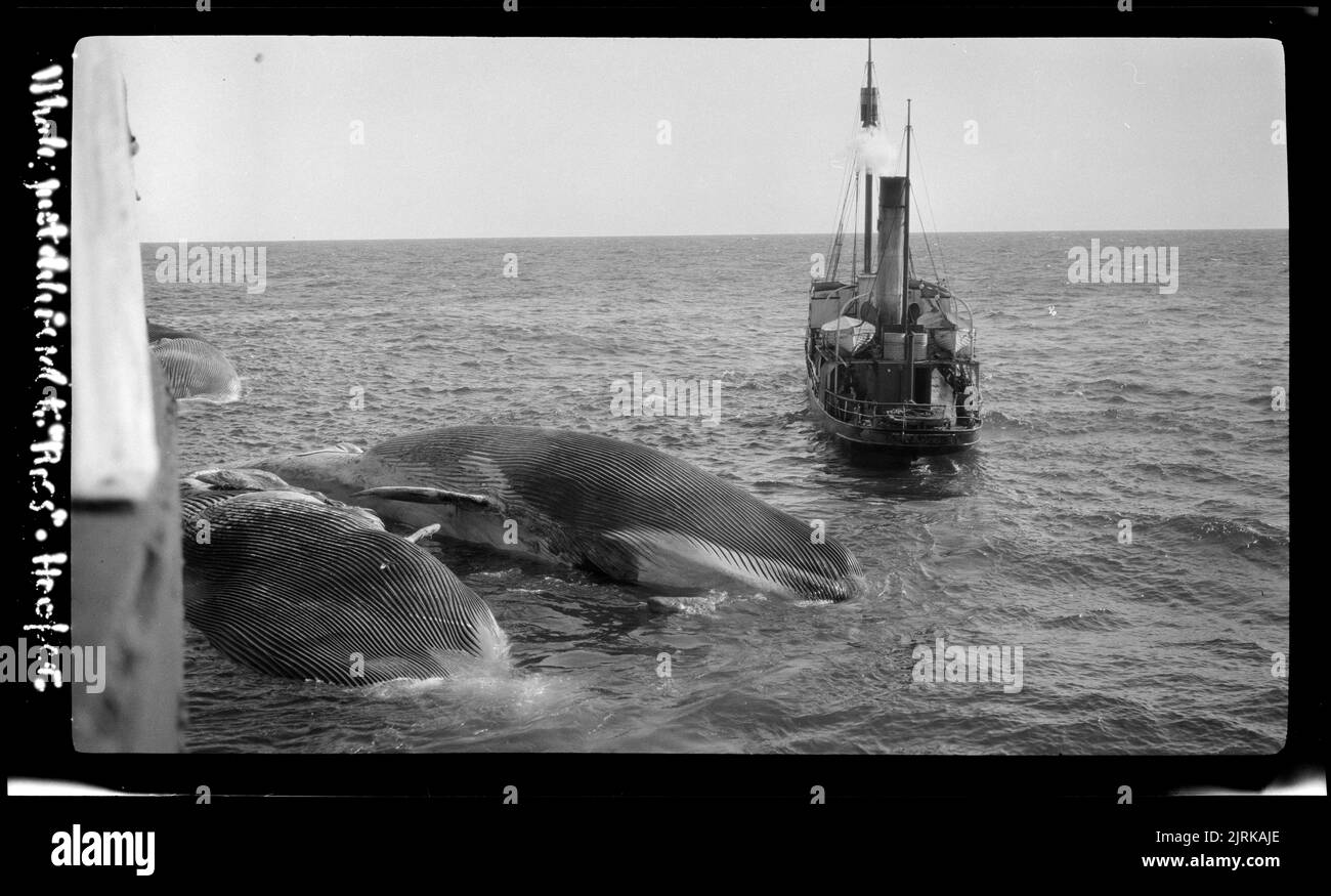 Whale just delivered to the 'Sir James Clark Ross', 1924, Southern ...