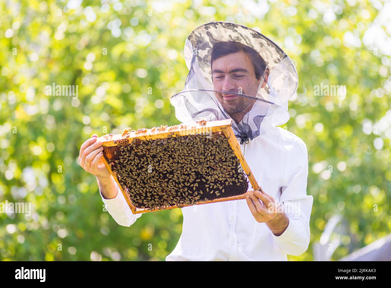 Beekeeper holding frame Background texture pattern section wax Bees ...