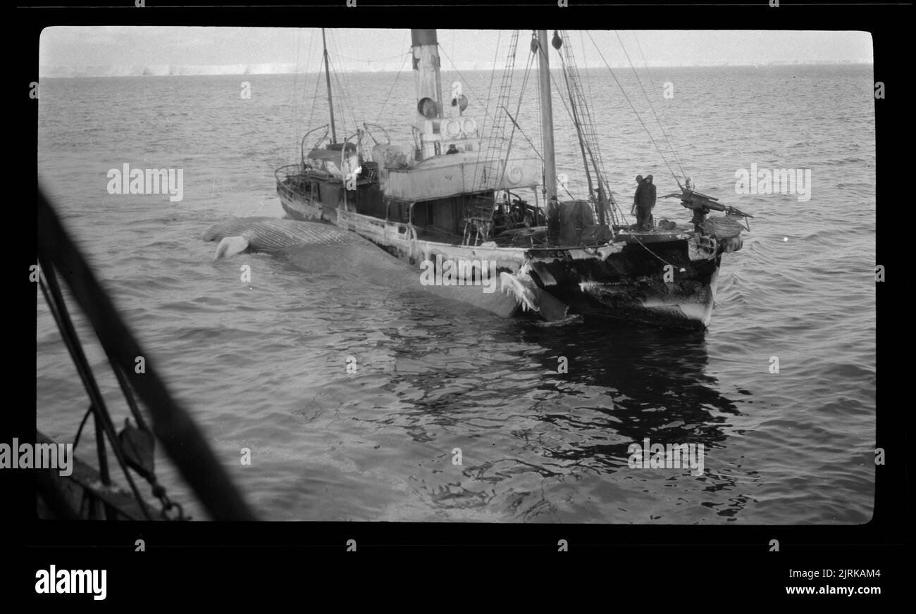 Whaling in the ross sea whaling in the ross sea hi-res stock ...