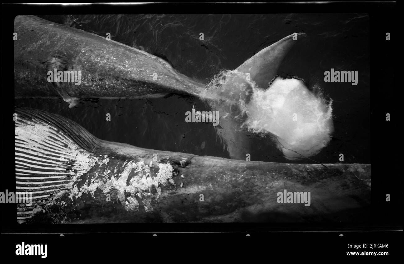 Whaling in the ross sea whaling in the ross sea hi-res stock ...