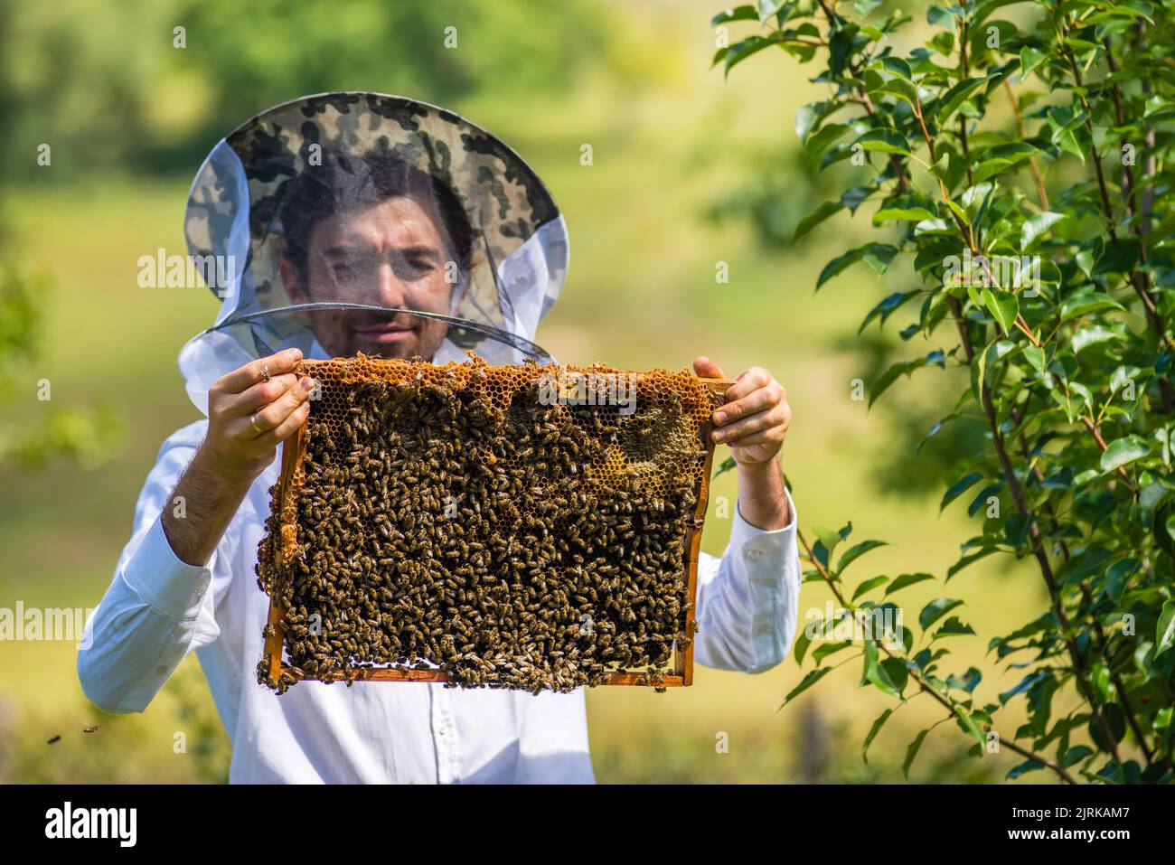 Beekeeper holding frame Background texture pattern section wax Bees ...