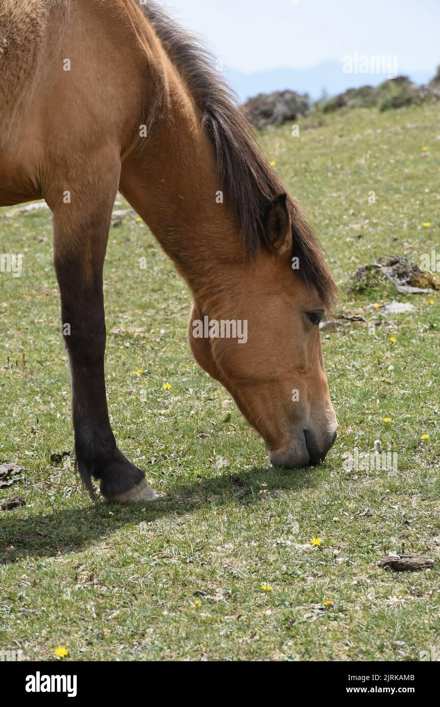 Closeup side view of a brown horse grazing grass in the mountain with ...