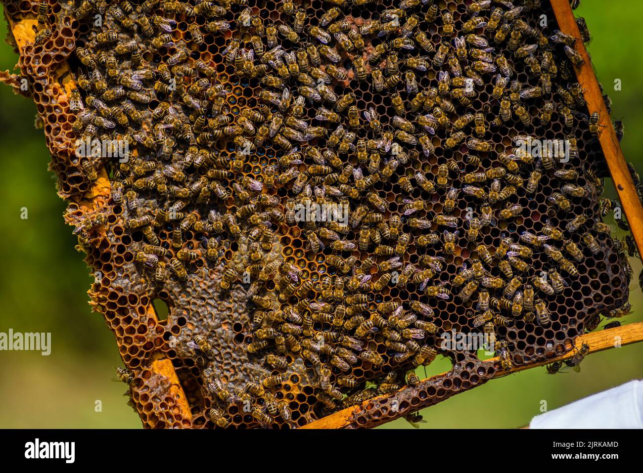 Beekeeper holding frame Background texture pattern section wax Bees ...