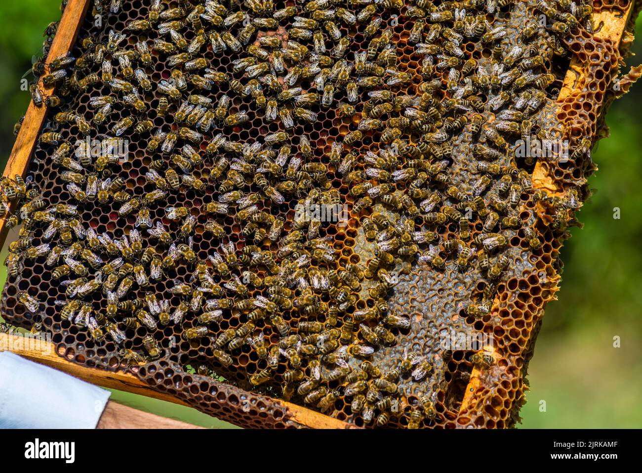 Beekeeper holding frame Background texture pattern section wax Bees ...