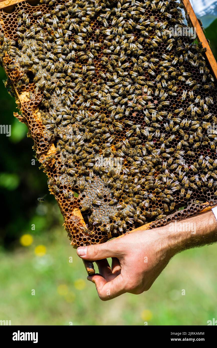 Beekeeper holding frame Background texture pattern section wax Bees ...