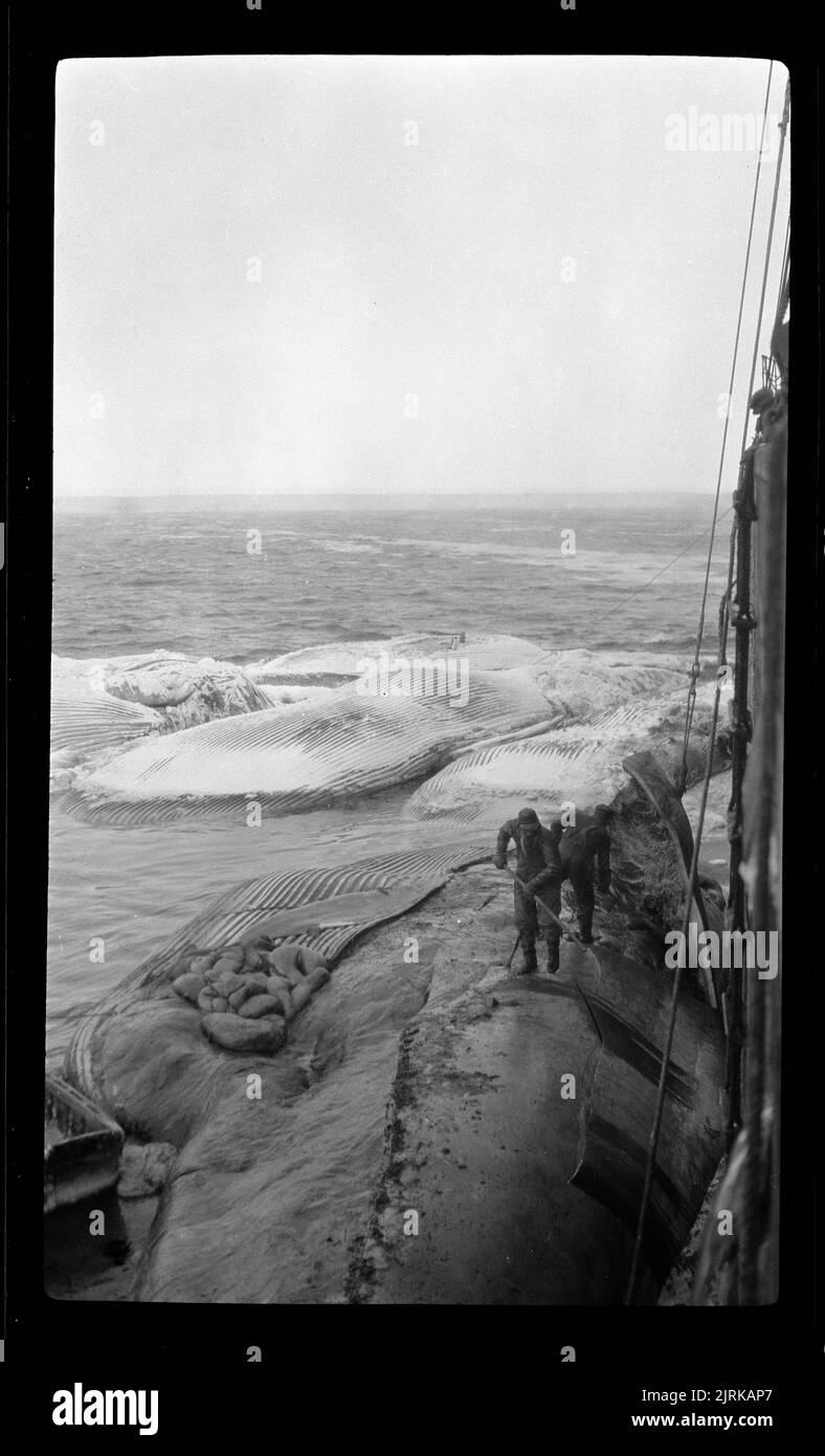 Whaling in the ross sea whaling in the ross sea hi-res stock ...