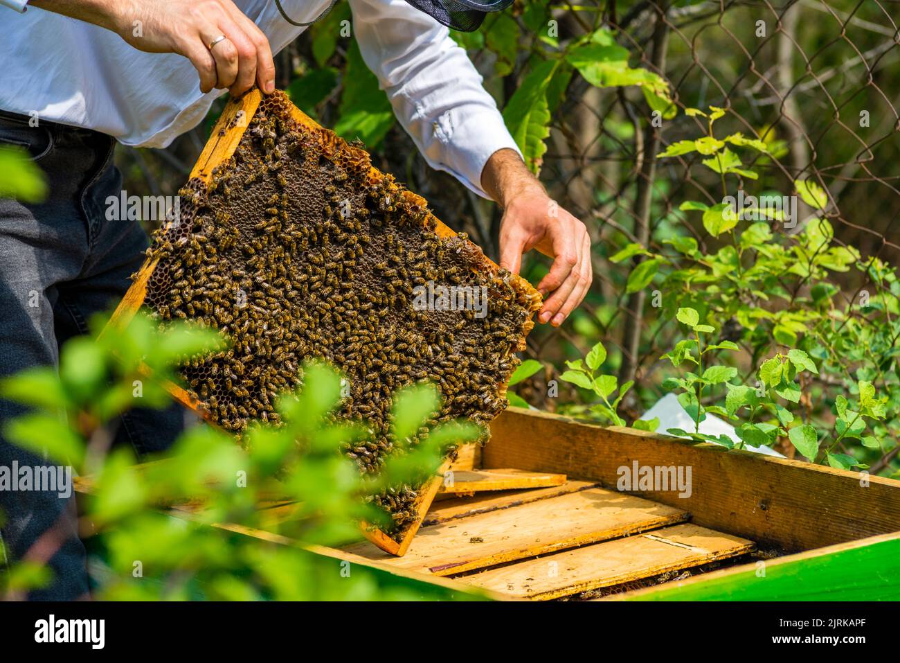 Beekeeper holding frame Background texture pattern section wax Bees work honeycomb from bee hive ...