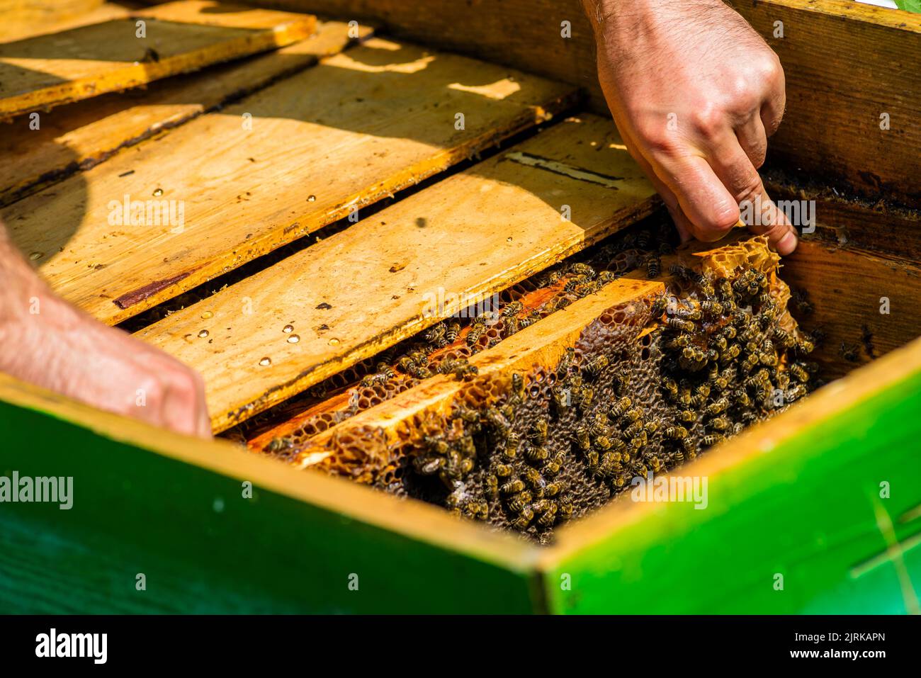 beekeeper pulls out a frame with honey from the beehive. Beekeeper ...