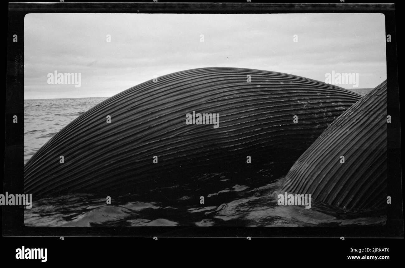 Whaling in the ross sea whaling in the ross sea hi-res stock ...