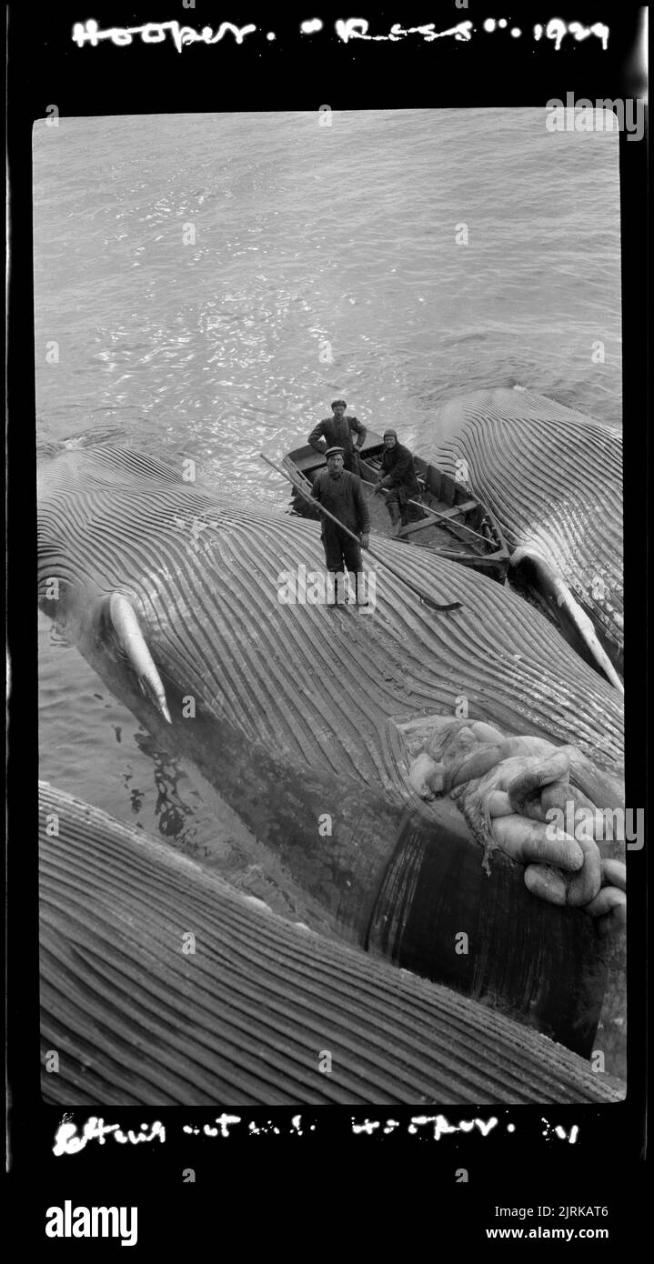 Whaling in the ross sea whaling in the ross sea hi-res stock ...