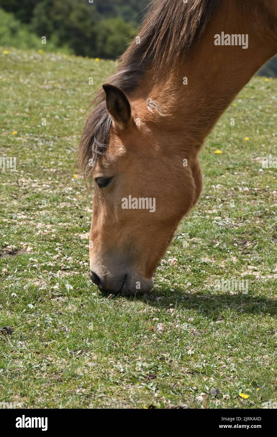 Indian urban animals hi-res stock photography and images - Alamy