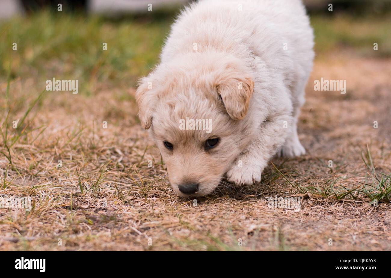 Inside the park home run hi-res stock photography and images - Alamy