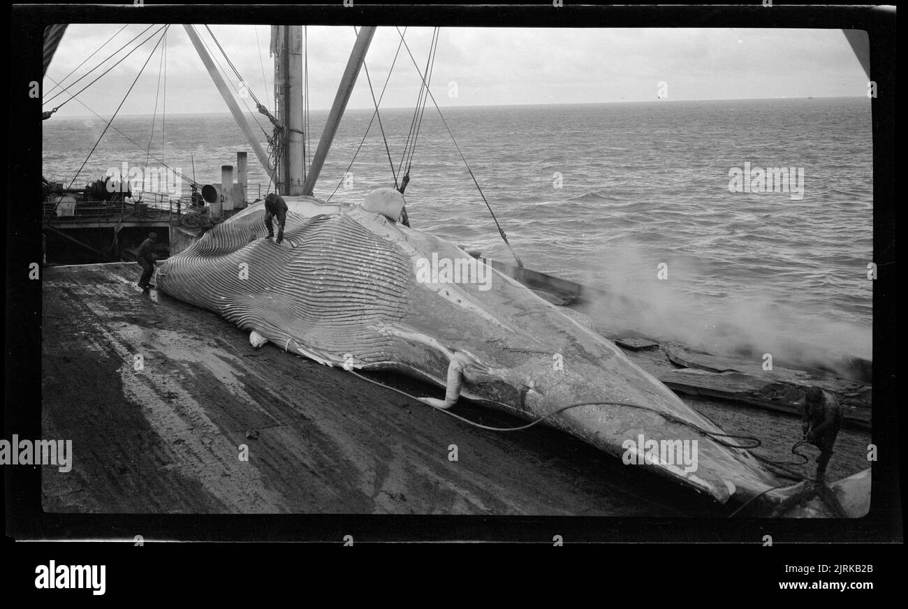 Whaling in the Ross Sea, 1924, Southern Ocean, by Captain George Samuel ...