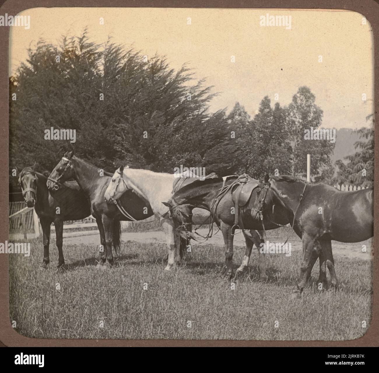 Cheslyn Rise, horses (riding). From the album: Family photographs ...