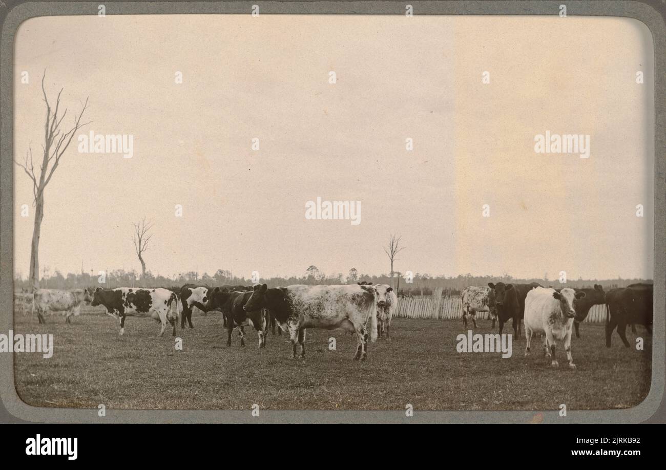 Dairy Herd, "Cheslyn Rise". From the album: Family photographs; circa ...