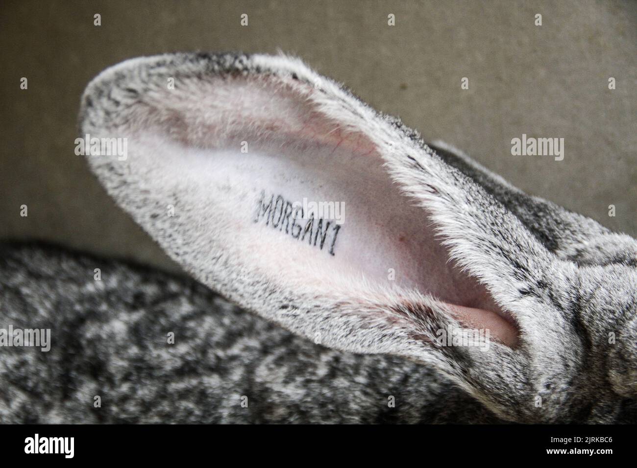 Lembang, West Java, Indonesia. 25th Aug, 2022. Continental Giant or ...