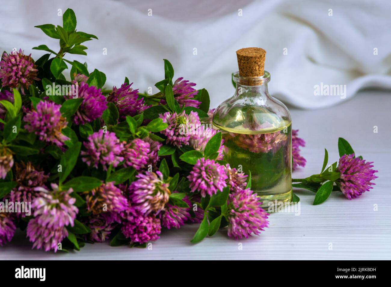 pink Clover oil Flower Blossom white background tincture infusion ...