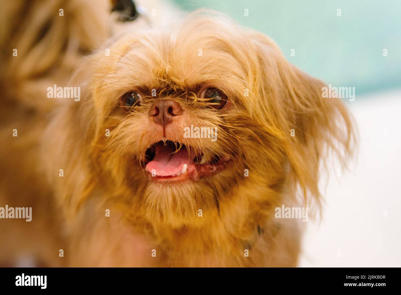 Aggressive Little Dog