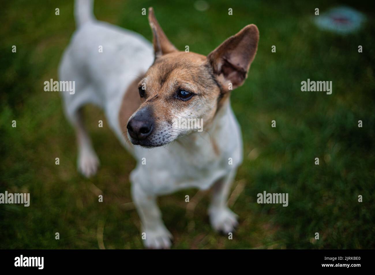 An elderly Jack Russell Terrier with raised ears and a blurry ...