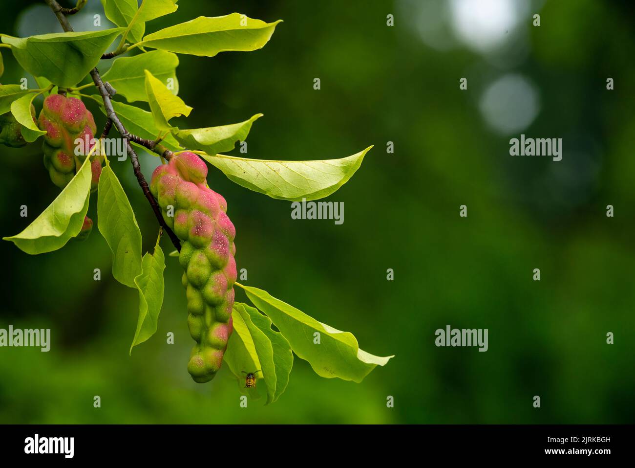 Pink Magnolia kobus fruit on a tree close-up Magnoliaceae deciduous ...
