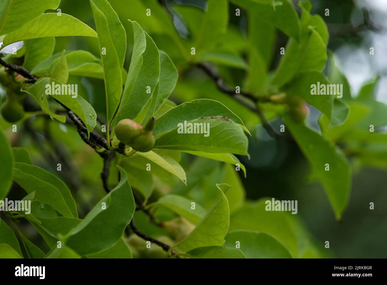 Pink Magnolia kobus fruit on a tree close-up Magnoliaceae deciduous ...