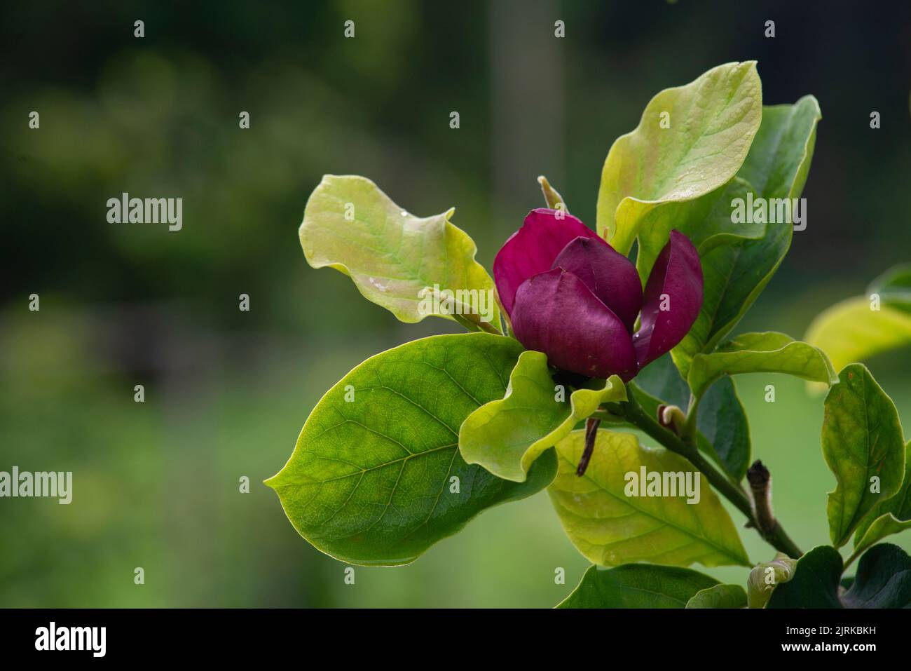 Black lily magnolia (Magnolia liliiflora 'nigra') flowers. Magenta ...