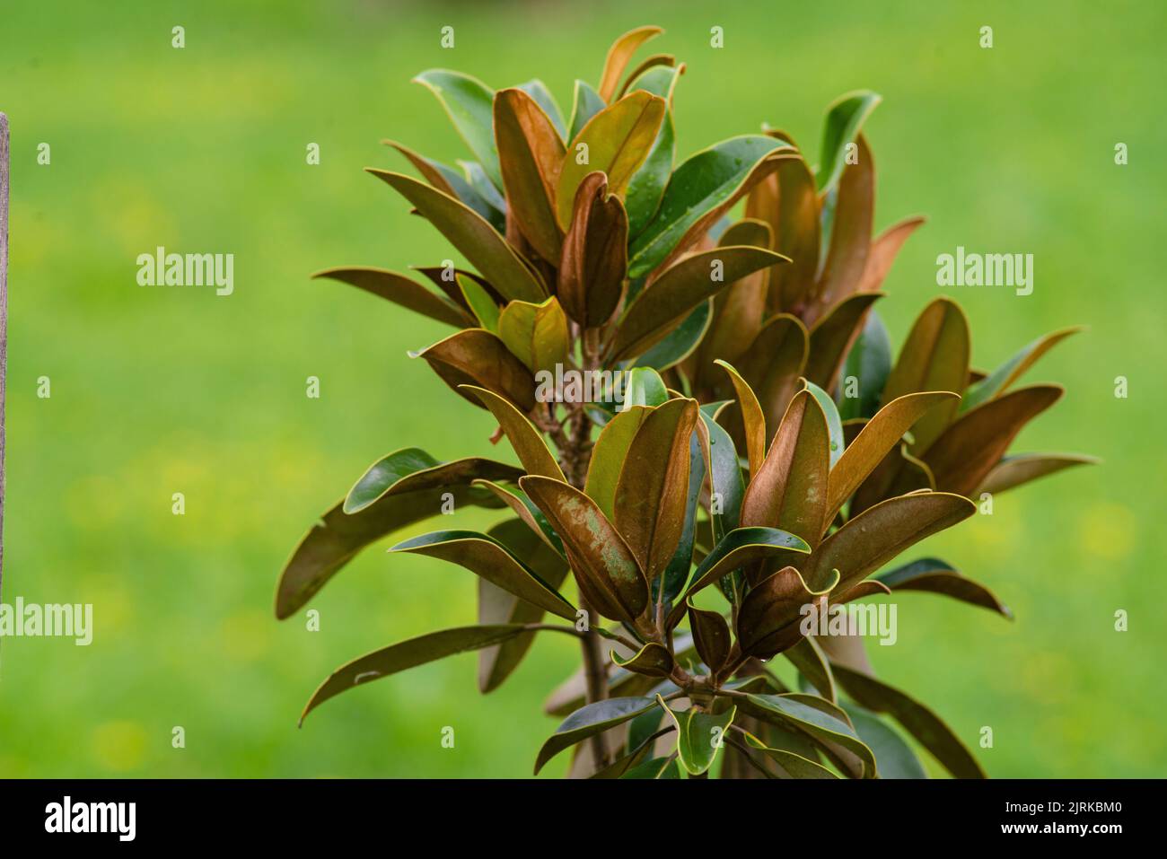 Magnolia grandiflora Branches Magnoliaceae evergreen lush green leaves ...