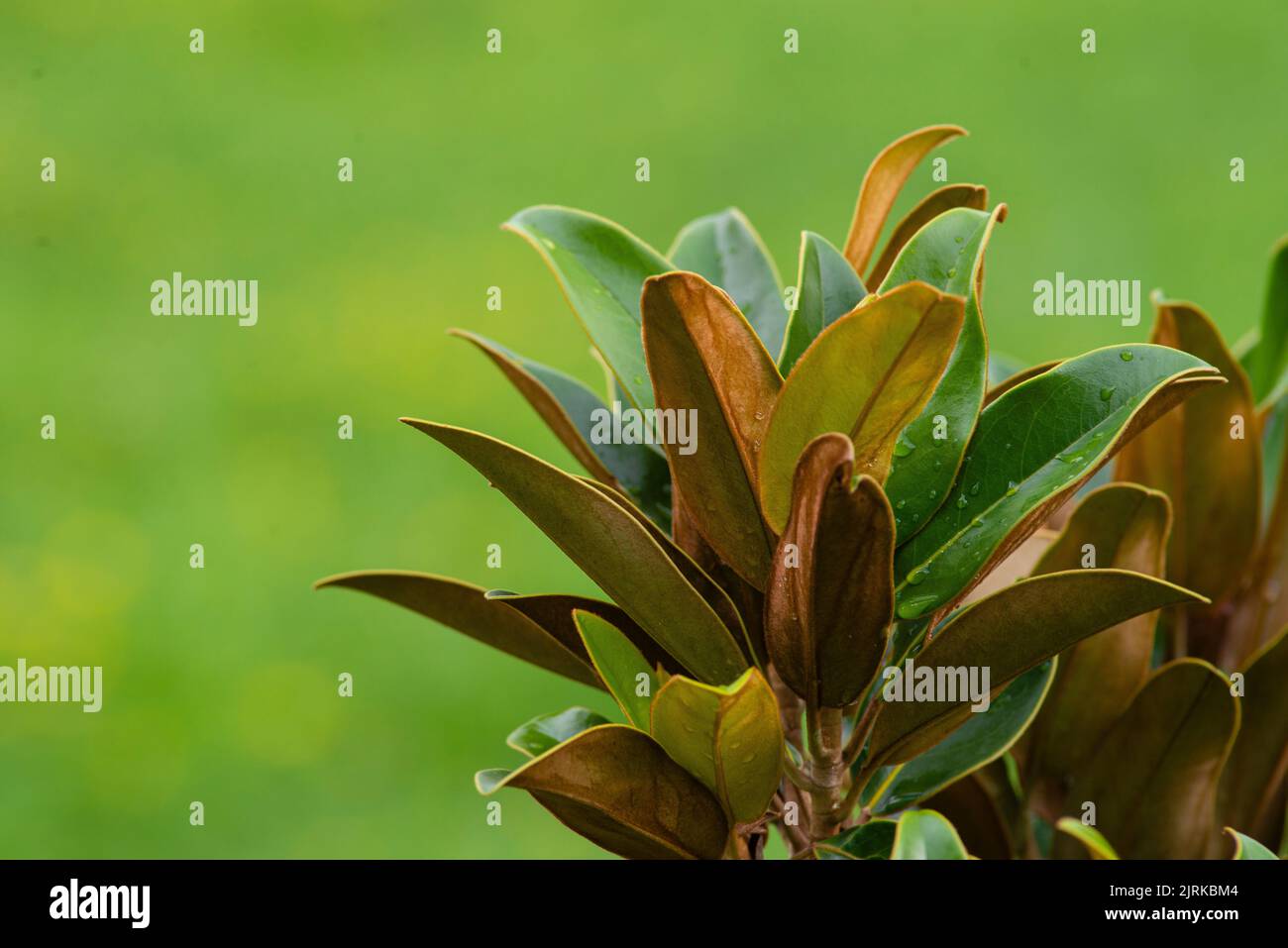 Magnolia grandiflora Branches Magnoliaceae evergreen lush green leaves ...