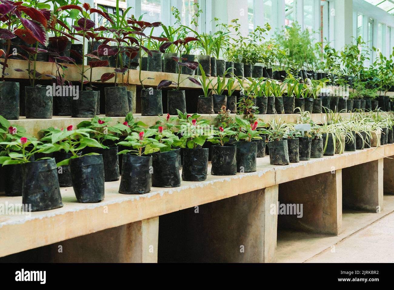 Nursary Plants growing inside green house. Kept for growing and selling ...